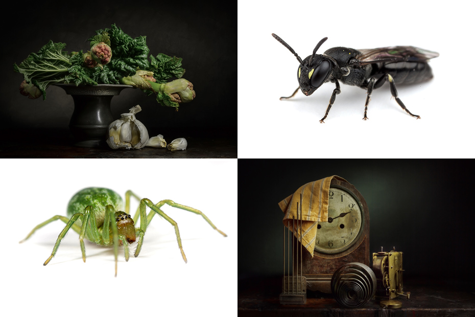 insect macro and wildlife and still-life images